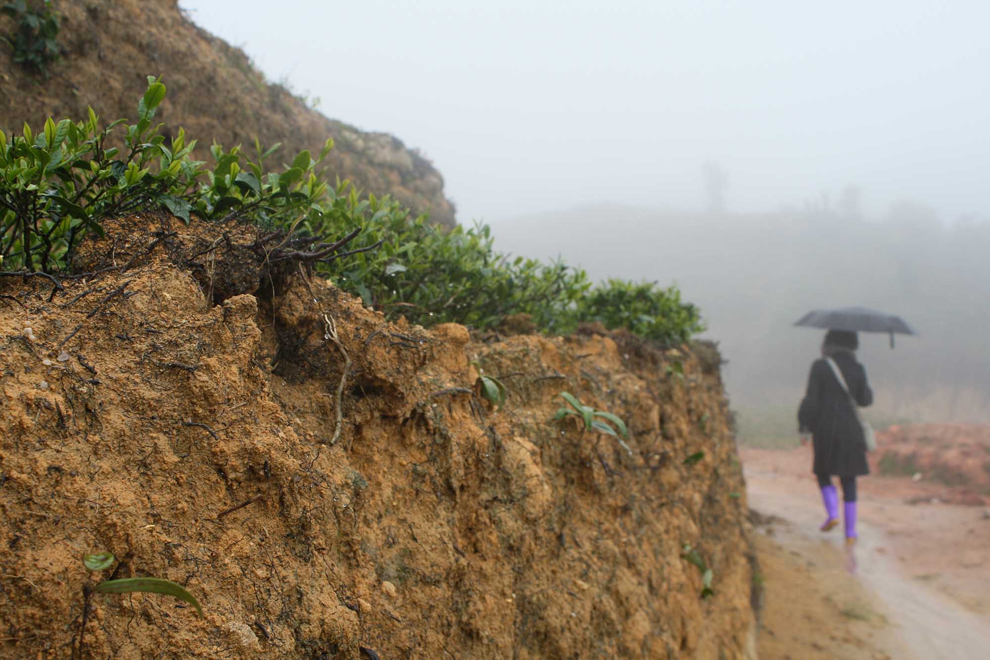 Ekologiska Premium Teer – Svart Te, Grönt Te, Oolong Te och Mer | In ...